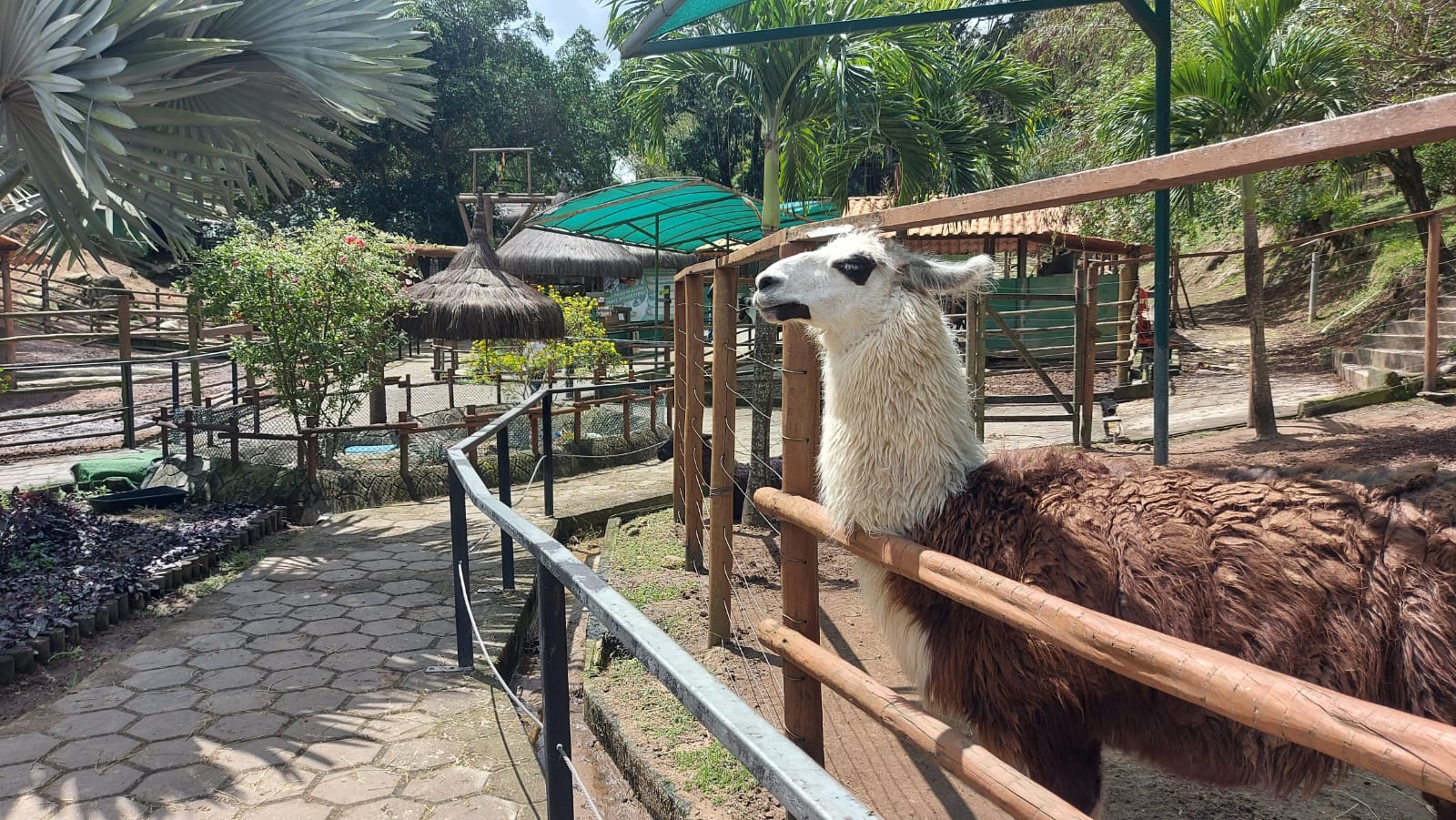 Arca do Noah: Como é a visita e a interação com os animais